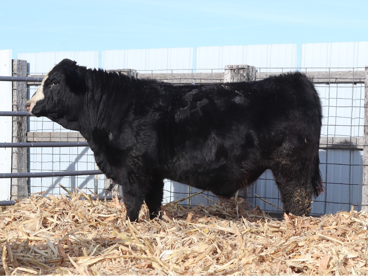Specht Family Simmentals