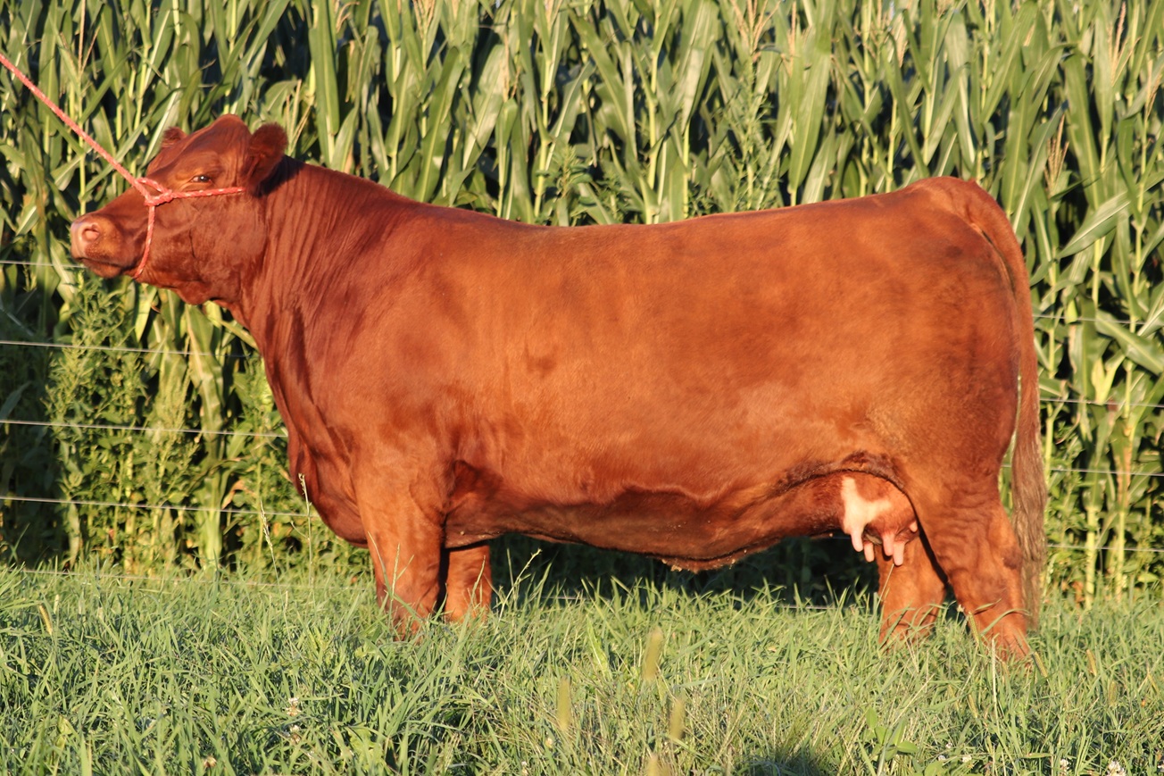 Specht Family Simmentals