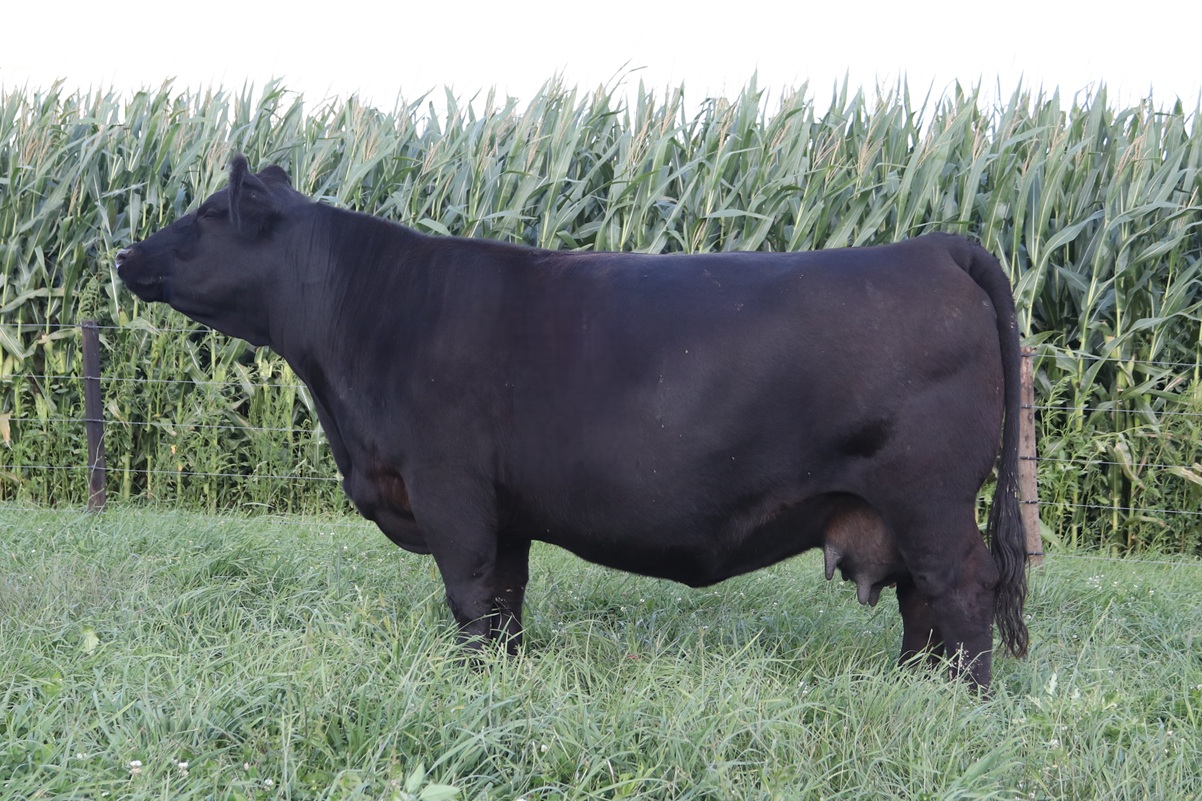 Specht Family Simmentals