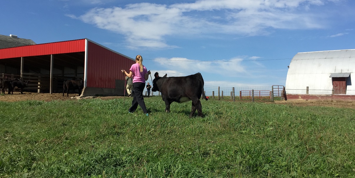 Specht Family Simmentals