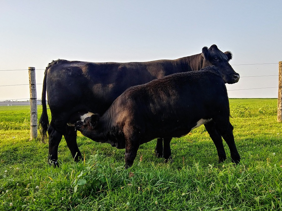 Specht Family Simmentals